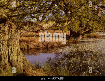 Ancient Oak Hatch Park Kent England Stock Photo - Alamy