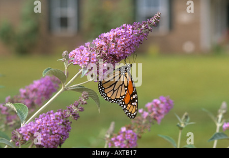 Monarch butterfly Dexter Michigan USA Stock Photo - Alamy