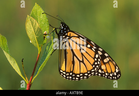 Monarch butterfly Dexter Michigan USA Stock Photo - Alamy