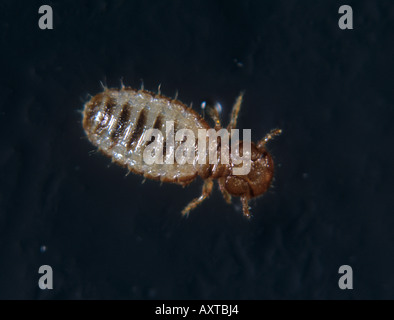 Angora goat biting louse Bovicola limbatus Stock Photo - Alamy