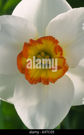 Narcissus 'Merlin'. AGM Division 3 Small cupped daffodil Stock Photo ...