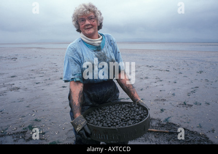 Cockle gathering fishing Gower Peninsula, Loughor Estuary, Wales UK ...