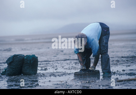 Cockle gathering fishing Gower Peninsula, Loughor Estuary, Wales UK ...