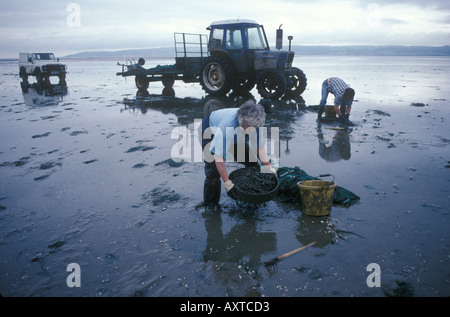 Cockle gathering fishing Gower Peninsula, Loughor Estuary, Wales UK ...