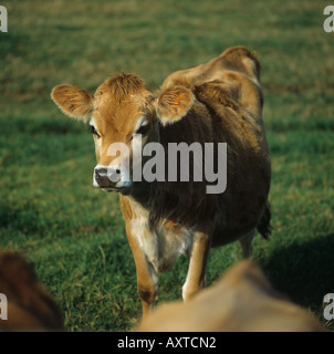 Cow, Jersey, Channel Island, Jersey Cattle, United Kingdom Stock Photo ...