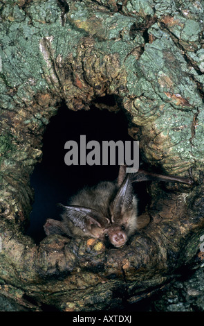 Long-eared bat (Plecotus auritus) flying under the eaves of wooden ...