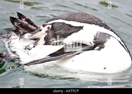 CLEANING OF PENGUIN Stock Photo: 22400795 - Alamy