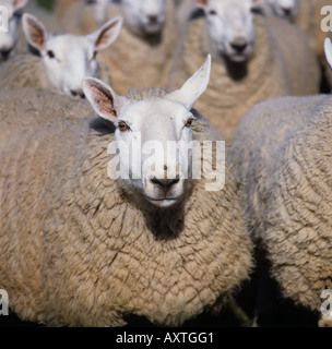 Flock of North Country Cheviot sheep in sheepfolds near Braemore in the ...