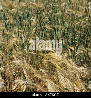 Volunteer wheat plants in ear growing through a ripening barley crop ...