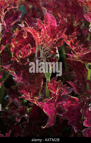 Solenostemon 'Jupiter' (Coleus,Flame nettle, Painted nettle.) Close up ...