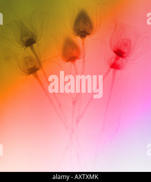 X-ray of roses Stock Photo - Alamy