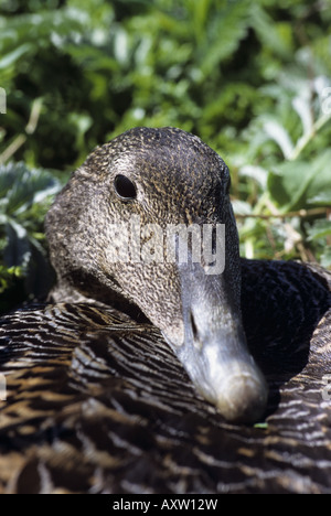 Female Eider Duck (Somateria mollissima) Resting on a Seaweed Covered ...