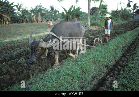 Farmer with water buffalo pulling plough through rice paddy, rural Hai ...