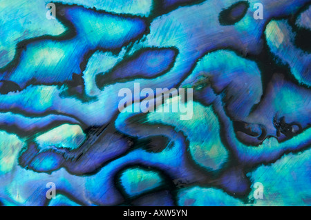 Paua Shell Abalone Stock Photo - Alamy