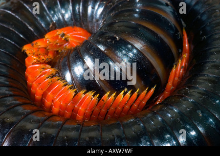 sleeping sleep convolve red foot footed centipede Millipede AFRIKA east ...
