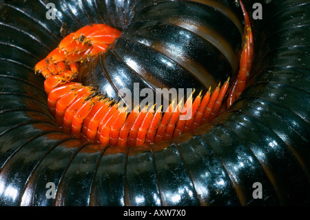 sleeping sleep convolve red foot footed centipede Millipede AFRIKA east ...