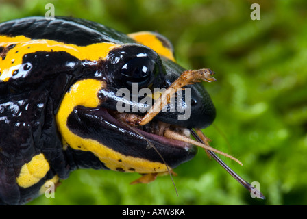 firesalamander fire salamander HEAD eat eating an insect Salamandra ...