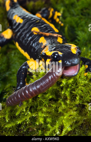 firesalamander fire salamander HEAD eat eating an insect Salamandra ...