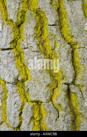 Gold dust lichen - Chrysothrix candelaris Stock Photo - Alamy