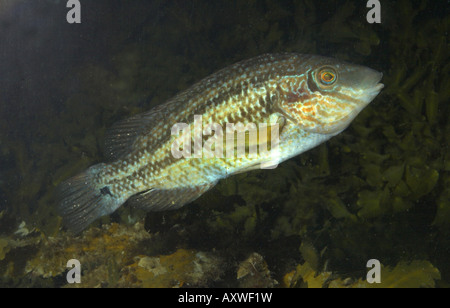 corkwing wrasse (Crenilabrus melops, Symphodus melops Stock Photo - Alamy