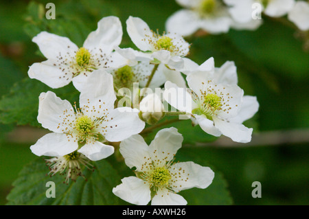 black raspberry (Rubus occidentalis Stock Photo - Alamy