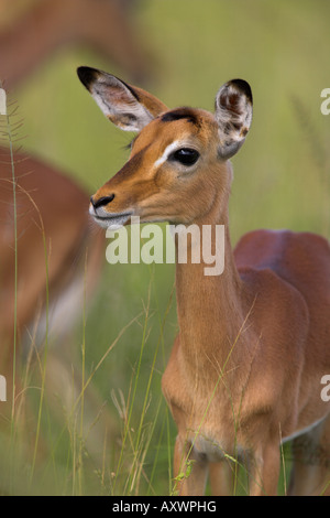 Impala (Aepyceros melampus), Kruger National Park, South Africa Stock ...