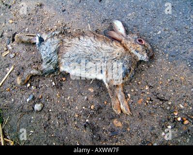 Squashed rabbit on a country road Stock Photo - Alamy