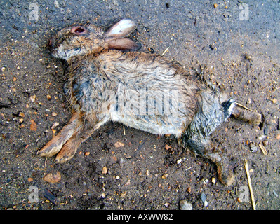 Squashed rabbit on a country road Stock Photo, Royalty Free Image ...