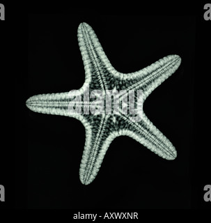 digitally-enhanced x-ray of a starfish Stock Photo - Alamy