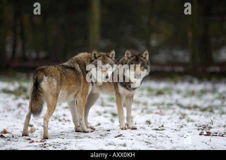 European Wolf, Canis lupus, two in snow, one showing submissive ...