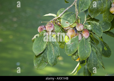 Golden Bullace Prunus domestica insititia autumn fruit Stock Photo - Alamy