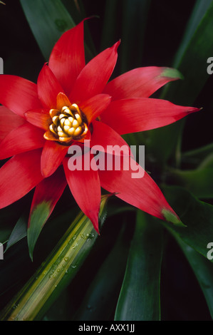 Bromeliad flower in bloom growing on a tree trunk in the El Yunque ...