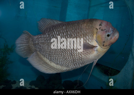 Giant gourami fish (Osphronemus goramy) in aquarium. Wildlife animal ...