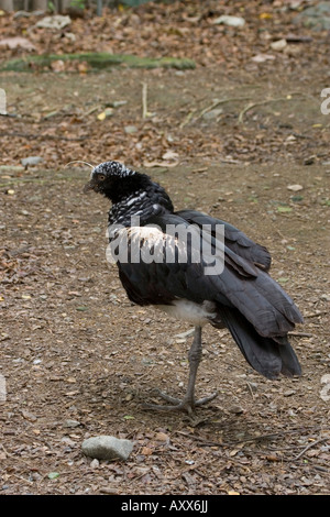 Horned screamer (Anhima cornuta) in lowland Amazon rainforest. Manu ...
