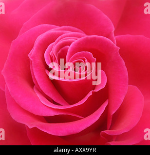 A single bright red rose flower Stock Photo - Alamy