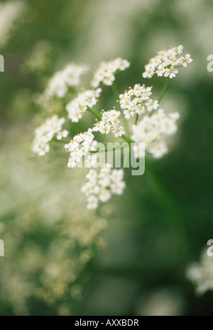 Cumin is a flowering plant, Cuminum cyminum, in the family Apiaceae ...