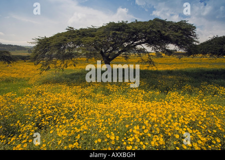 Acacia tree and yellow Meskel flowers in bloom, Ethiopian Highlands ...