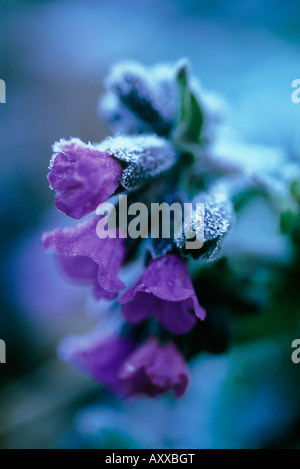 Lungwort (Pulmonaria officinalis Stock Photo - Alamy