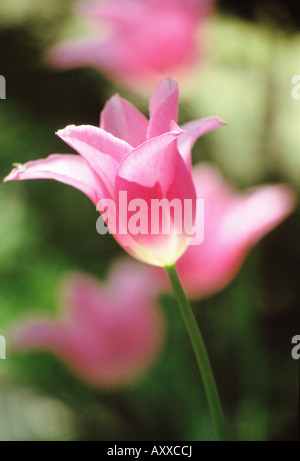 Vertical shot of a pink tulip with a colorful flower garden in the ...