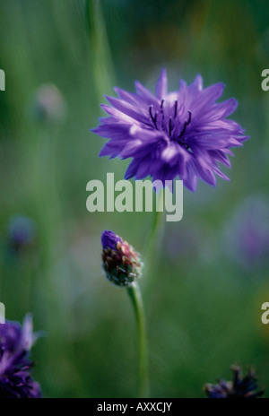 A cornflower Centaurea cyanus with blue petals and a green stem is ...