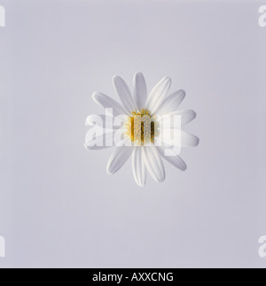 Close-up of cut white Leucanthemum vulgare, Oxeye Daisy flower in small ...