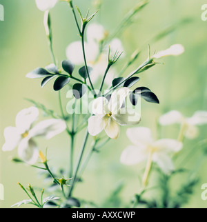 White jasmine flower in bright autumn sunlight in Mallorca, Spain in ...