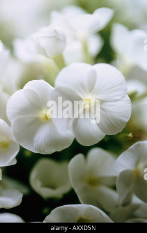Phlox Flower In Natural Background Stock Photo - Alamy