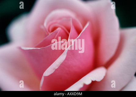 Beautiful single pink rose in full bloom Stock Photo - Alamy