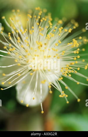 Myrtle, Myrtus Communis plant and flower Stock Photo - Alamy