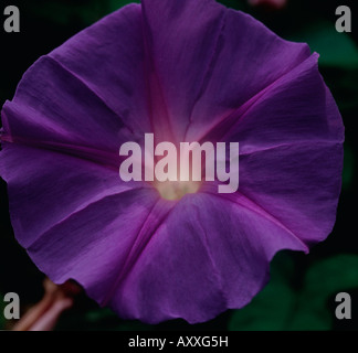 Purple morning glory on Green PVC covered chain link fence Stock Photo ...