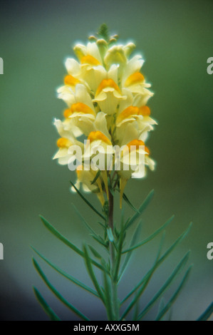 the yellow toadflax — Linaria Stock Photo - Alamy