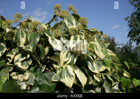 Persian Ivy (Hedera colchica Stock Photo - Alamy