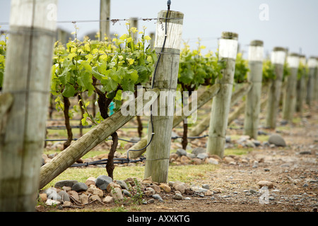 grape vines on trellis work and posts in vineyard Stock Photo - Alamy
