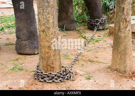 Captive elephants tethered by chains tied to their feet and legs Stock ...